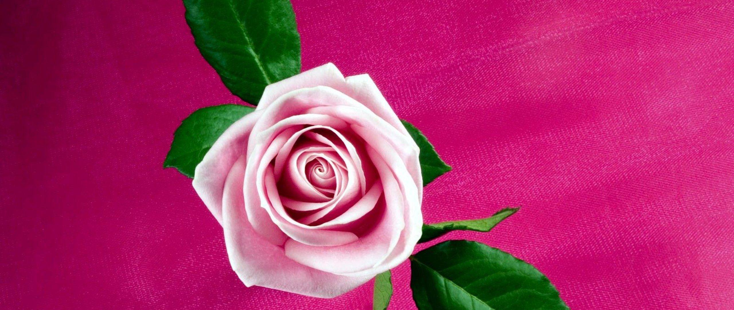 Rose Tablet Wallpapers - Top Free Rose Tablet Backgrounds - WallpaperAccess