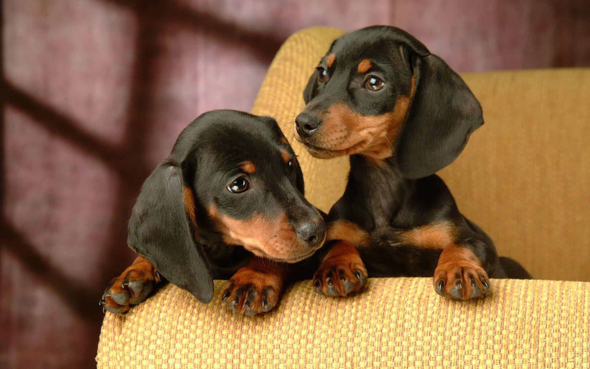 Cute Dachshund Wallpapers - Top Free Cute Dachshund Backgrounds ...