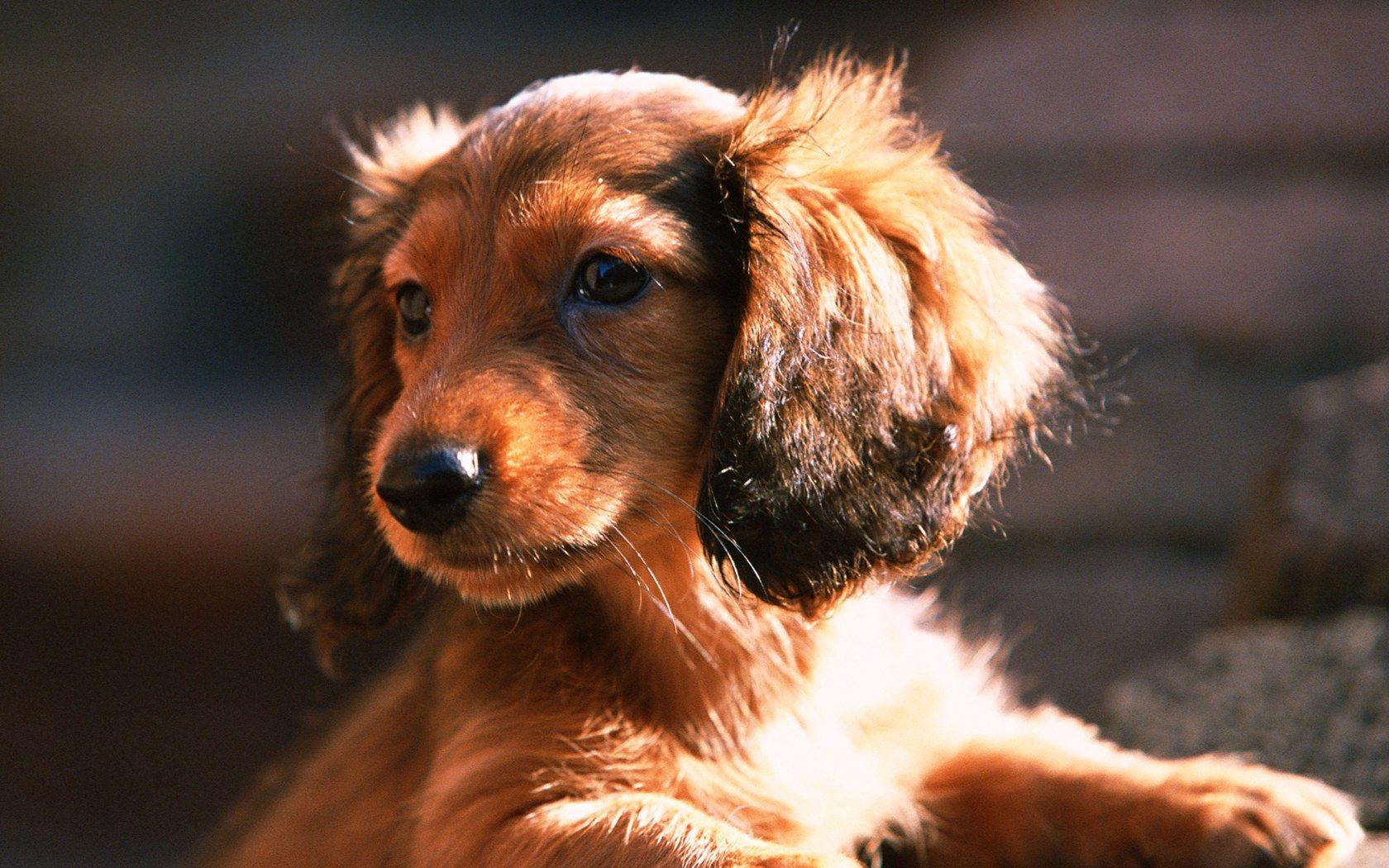 Dachshund Puppy Wallpapers - Top Free Dachshund Puppy Backgrounds ...