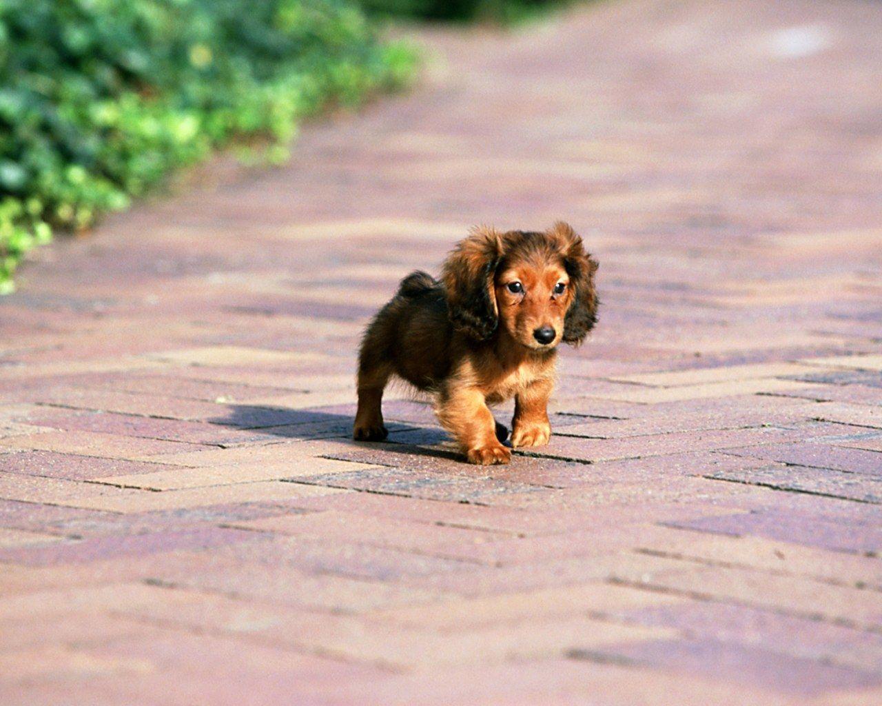 Dachshund Puppy Wallpapers - Top Free Dachshund Puppy Backgrounds ...