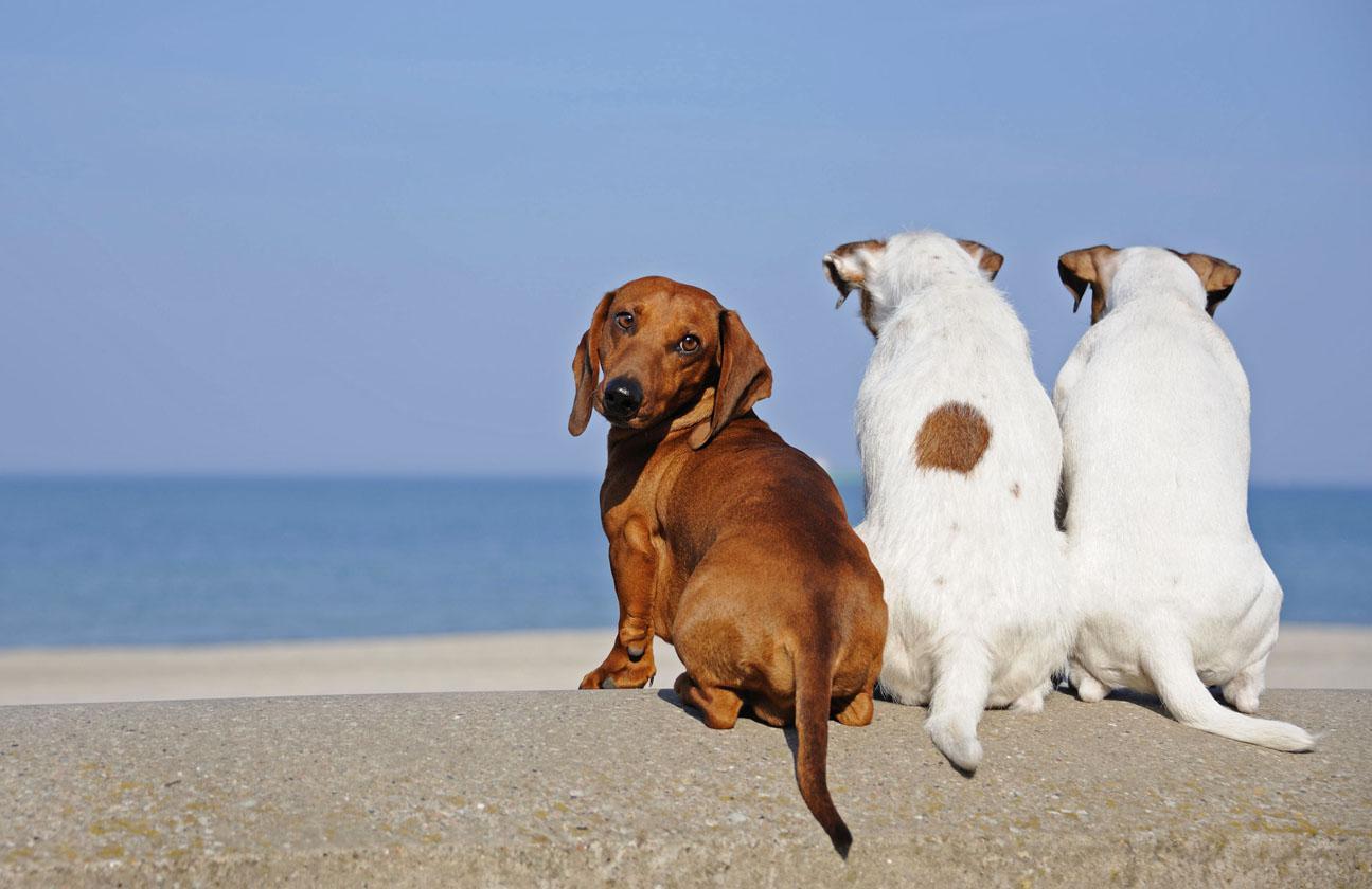 Cute Dachshund Wallpapers - Top Free Cute Dachshund Backgrounds ...