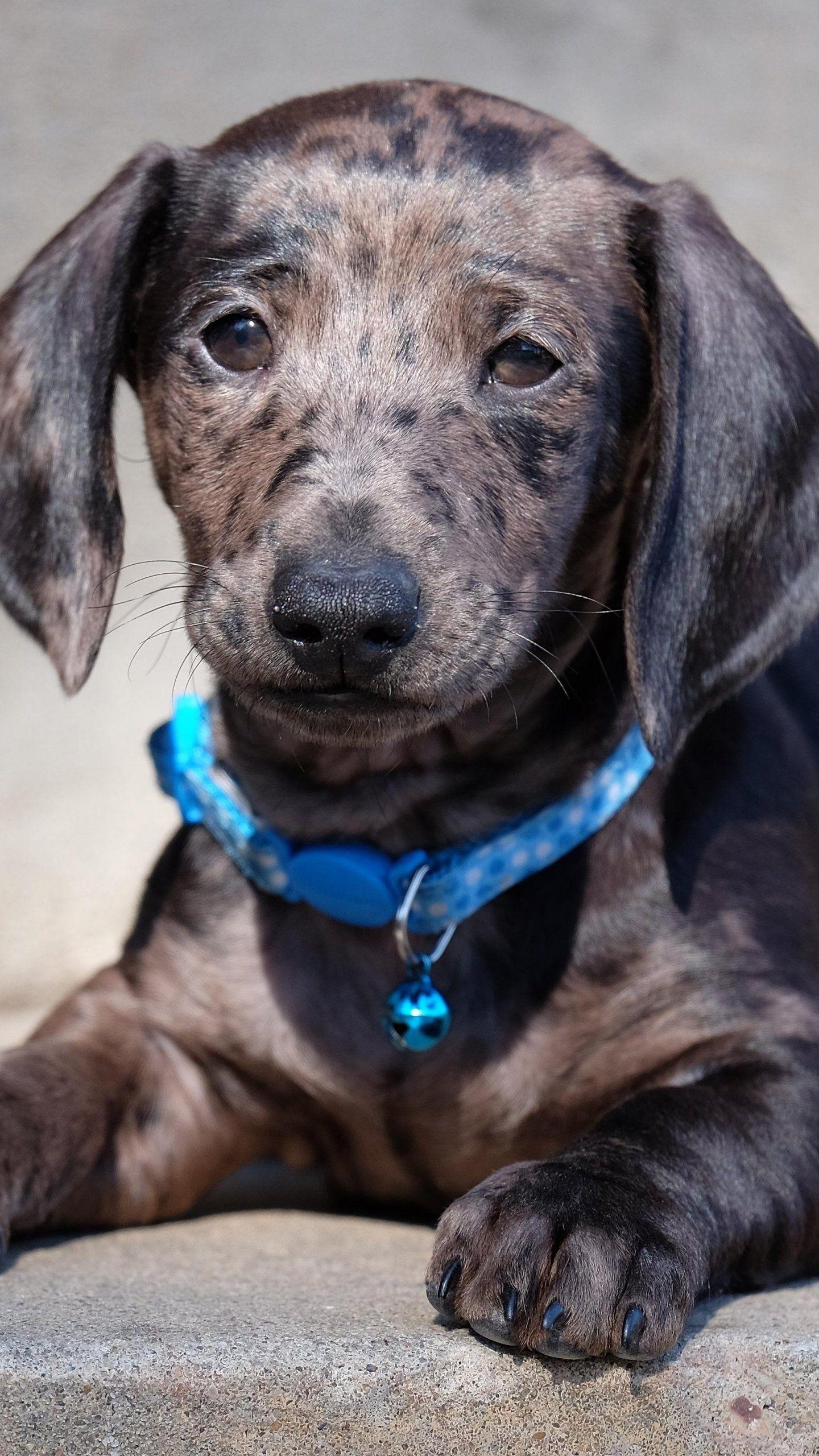 Cute Dachshund Wallpapers - Top Free Cute Dachshund Backgrounds ...