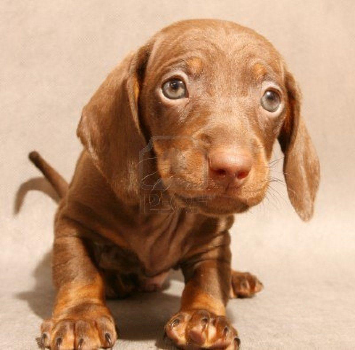 Dachshund Puppy Wallpapers - Top Free Dachshund Puppy Backgrounds ...