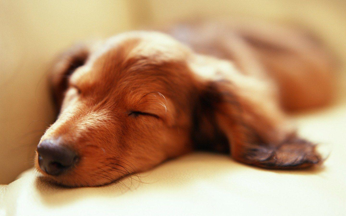 Cute Dachshund Wallpapers - Top Free Cute Dachshund Backgrounds ...