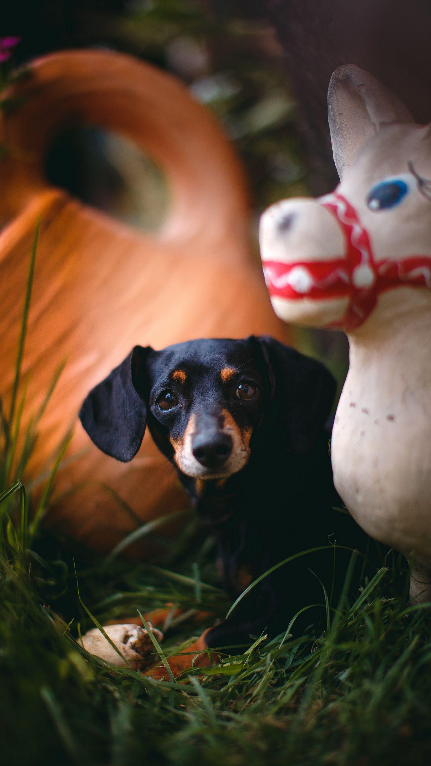 Cute Dachshund Wallpapers - Top Free Cute Dachshund Backgrounds ...