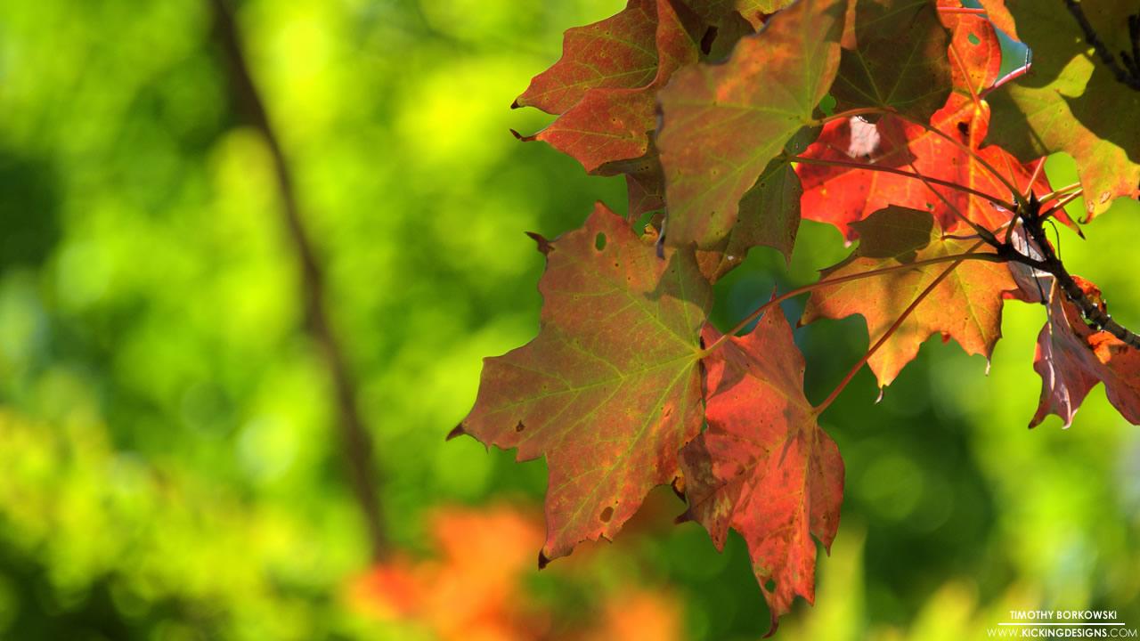 Early Autumn Nature Wallpapers - Top Free Early Autumn Nature ...