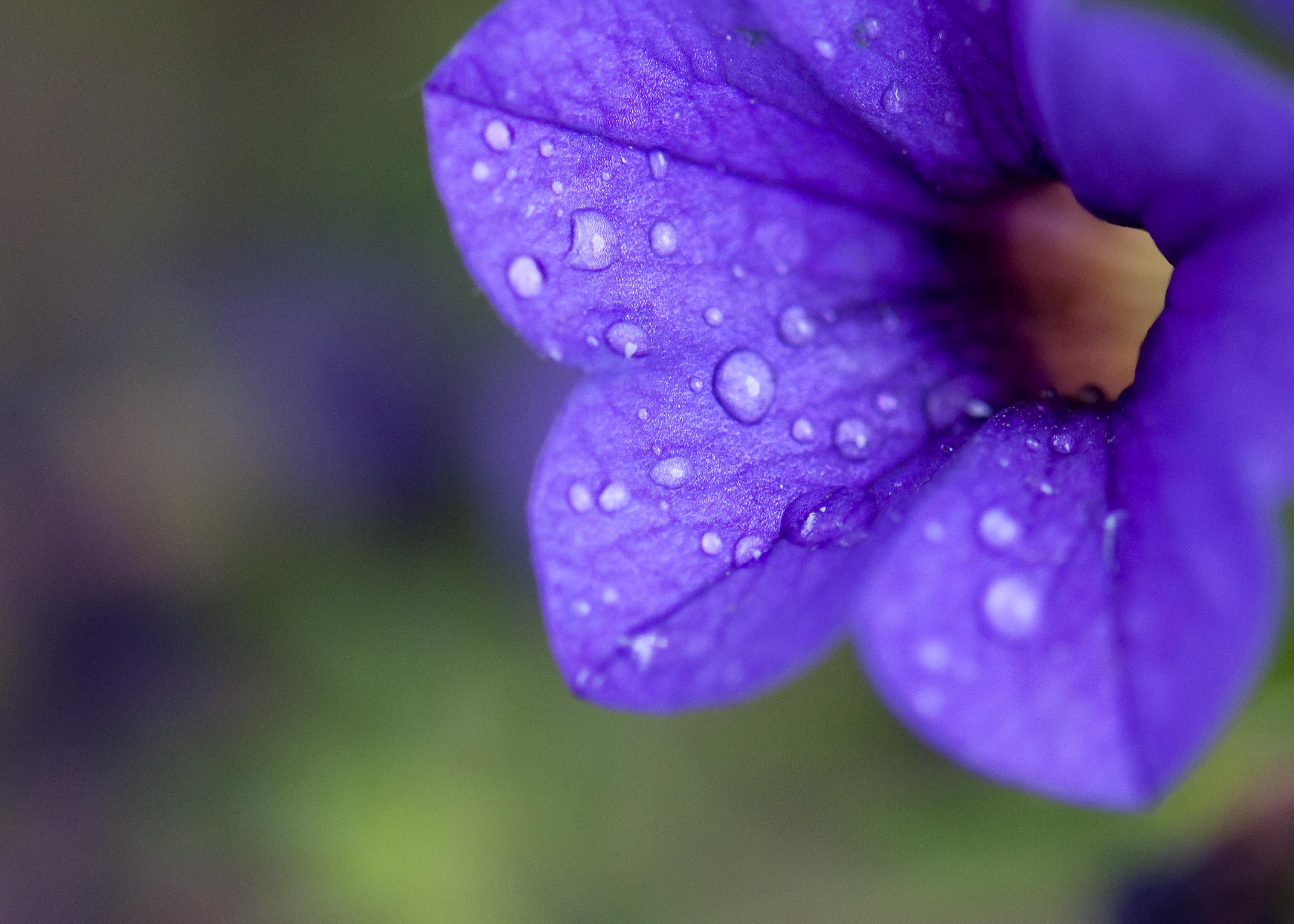 Beautiful Spring Rain Desktop Wallpapers - Top Free Beautiful Spring ...