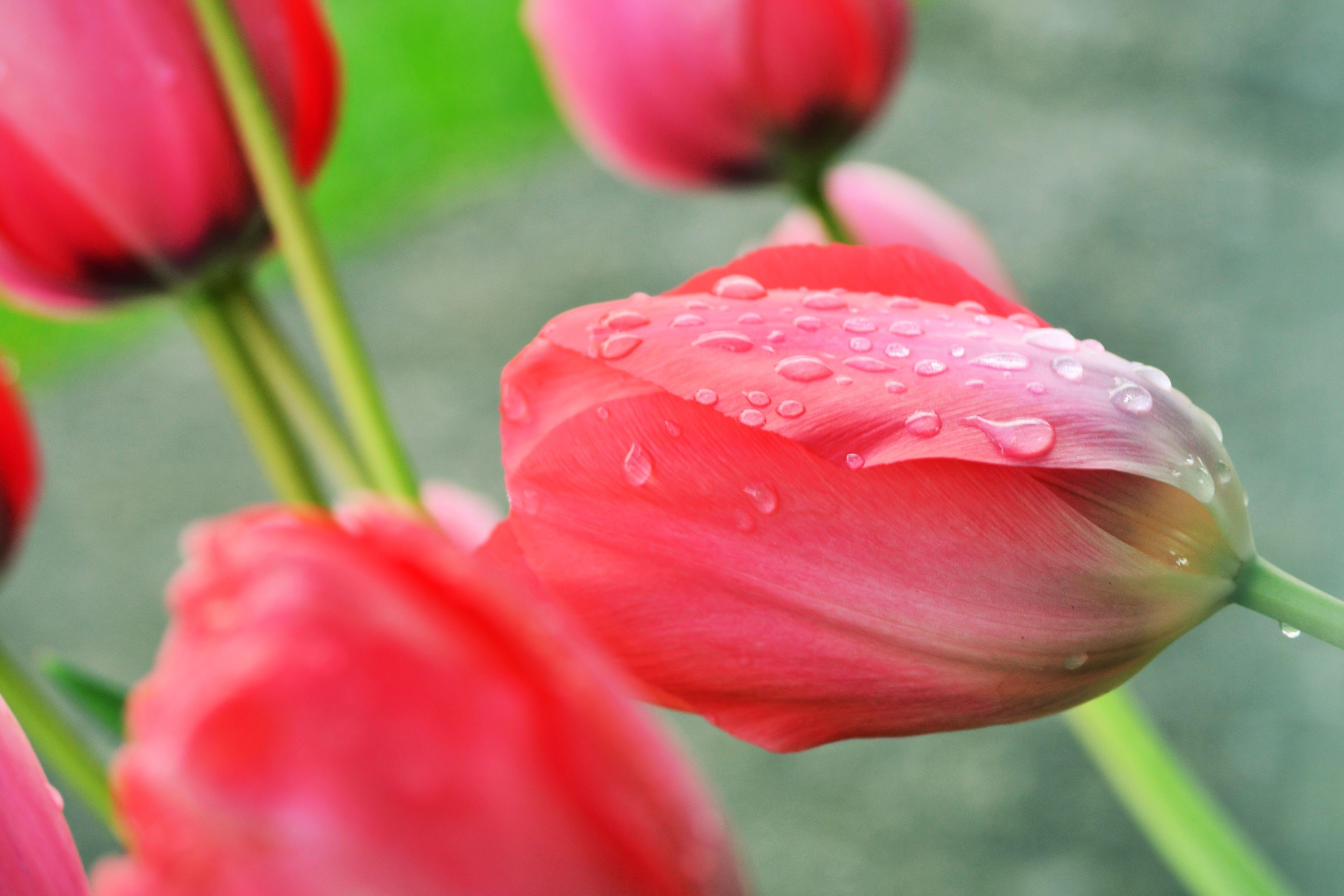 Beautiful Spring Rain Desktop Wallpapers - Top Free Beautiful Spring ...