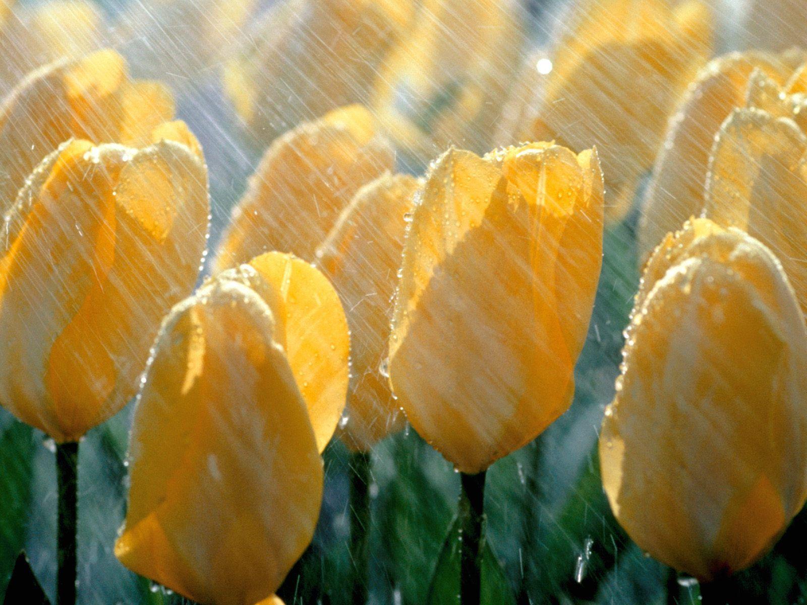 Beautiful Spring Rain Desktop Wallpapers - Top Free Beautiful Spring ...