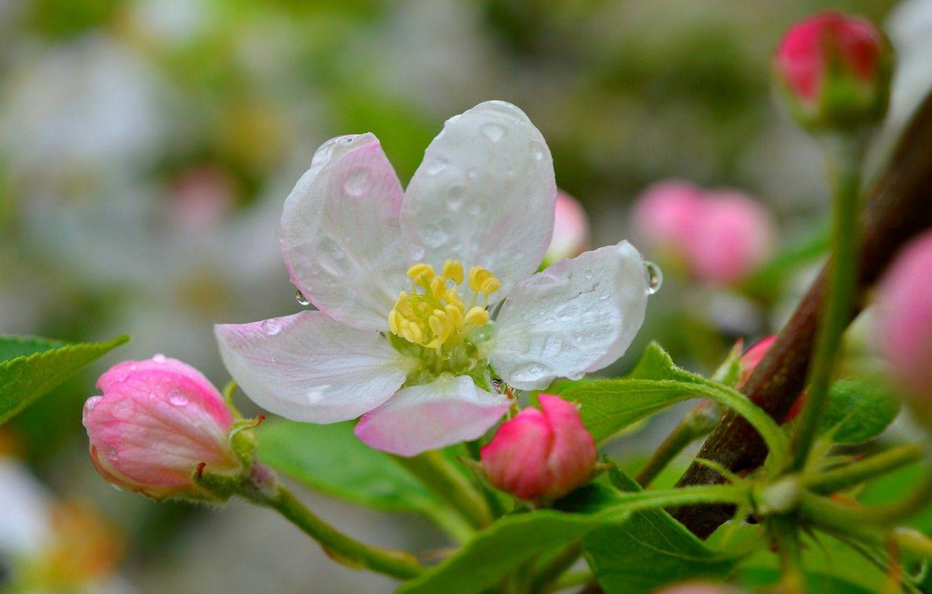 Beautiful Spring Rain Desktop Wallpapers - Top Free Beautiful Spring ...