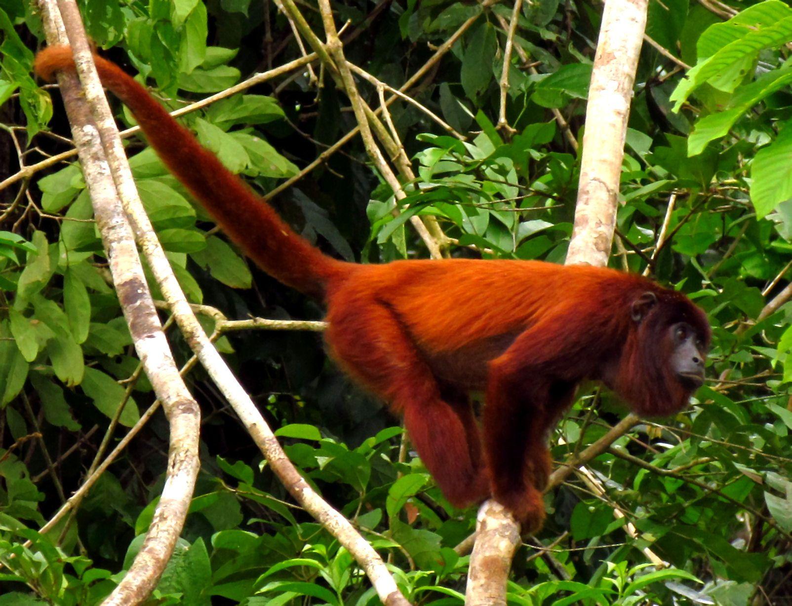 Red Monkey Wallpapers - Top Free Red Monkey Backgrounds - WallpaperAccess