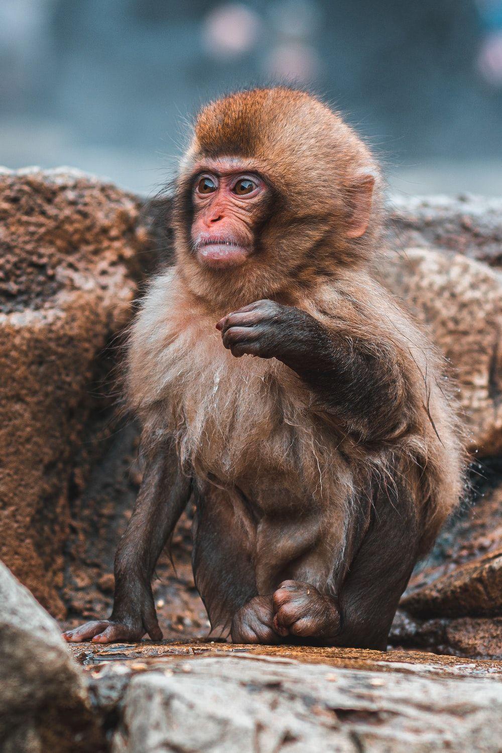 Red Monkey Wallpapers - Top Free Red Monkey Backgrounds - WallpaperAccess