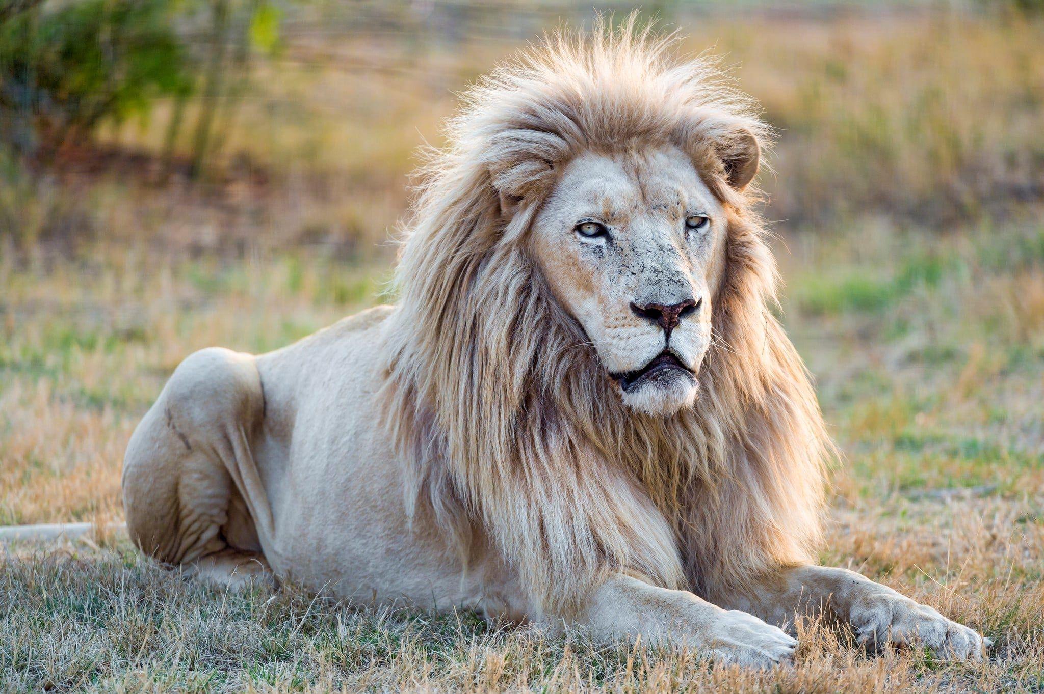 Albino Lion Wallpapers - Top Free Albino Lion Backgrounds - WallpaperAccess