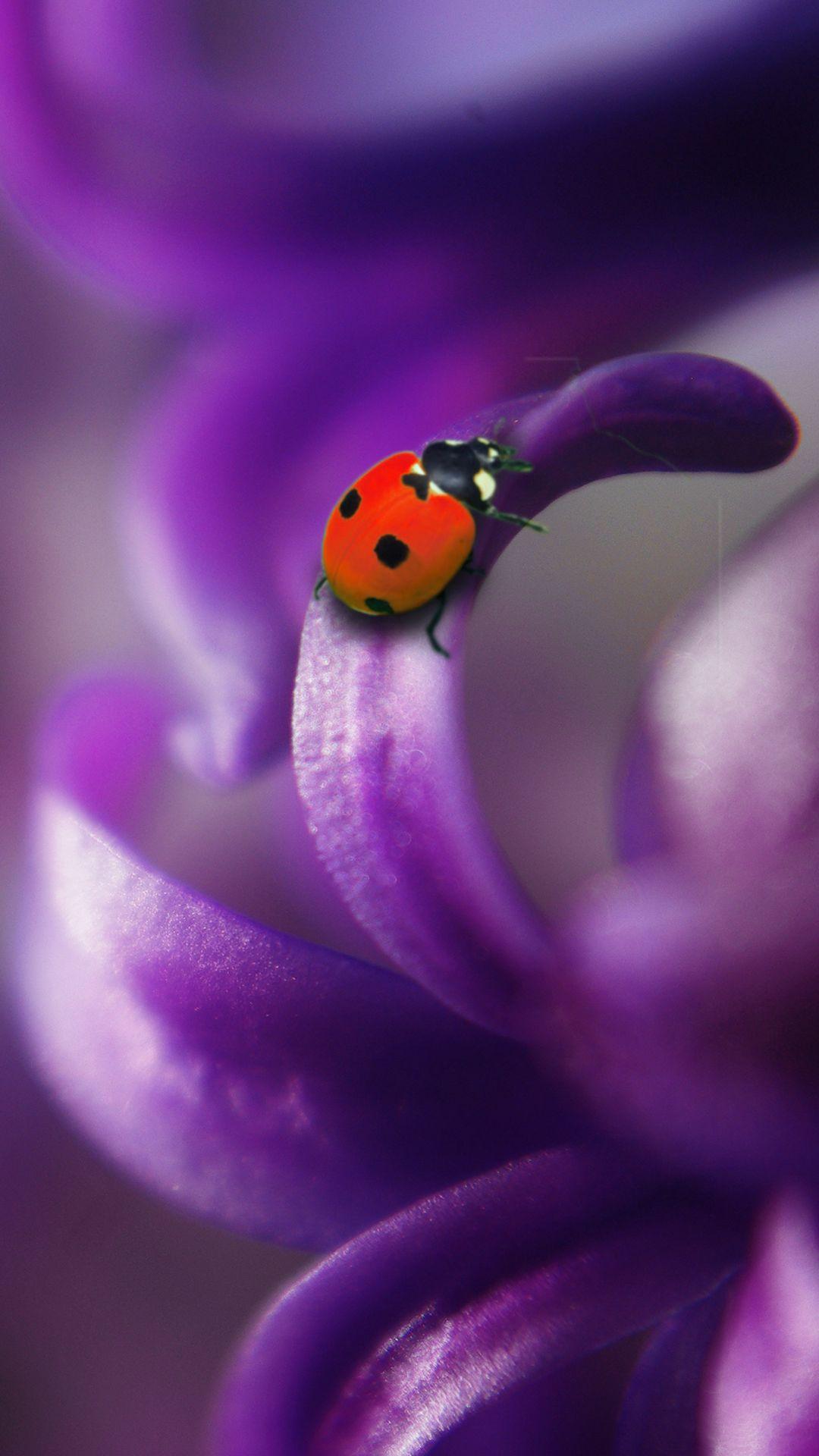 Ladybug iPhone Wallpapers - Top Free Ladybug iPhone Backgrounds ...