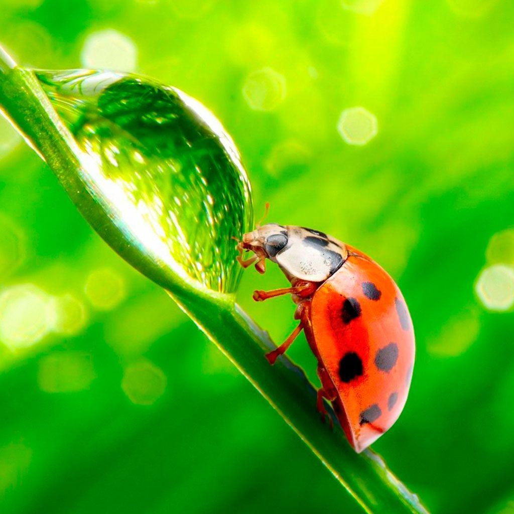 Ladybird Wallpapers - Top Free Ladybird Backgrounds - WallpaperAccess