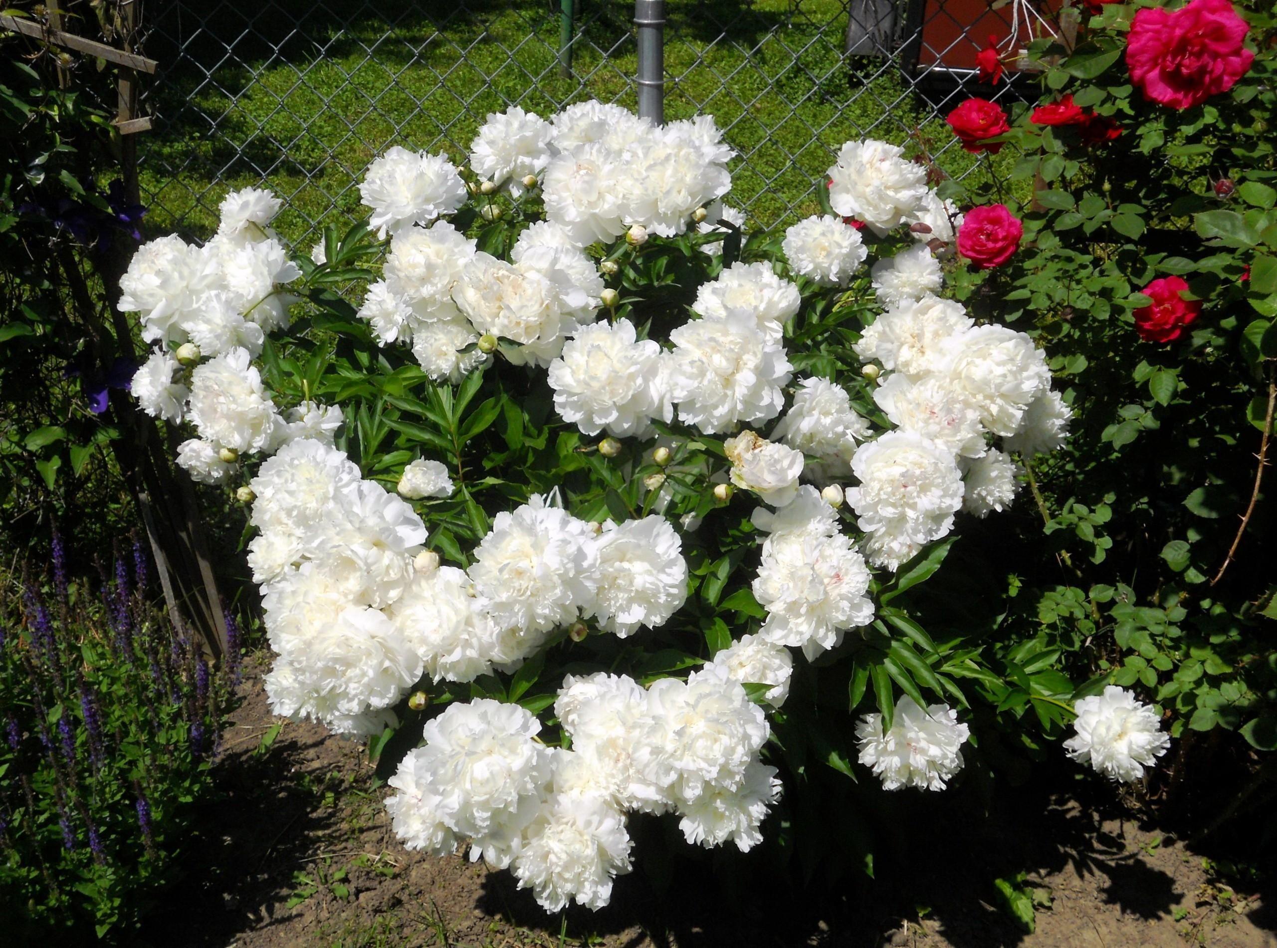 Peonies and Roses Wallpapers - Top Free Peonies and Roses Backgrounds ...