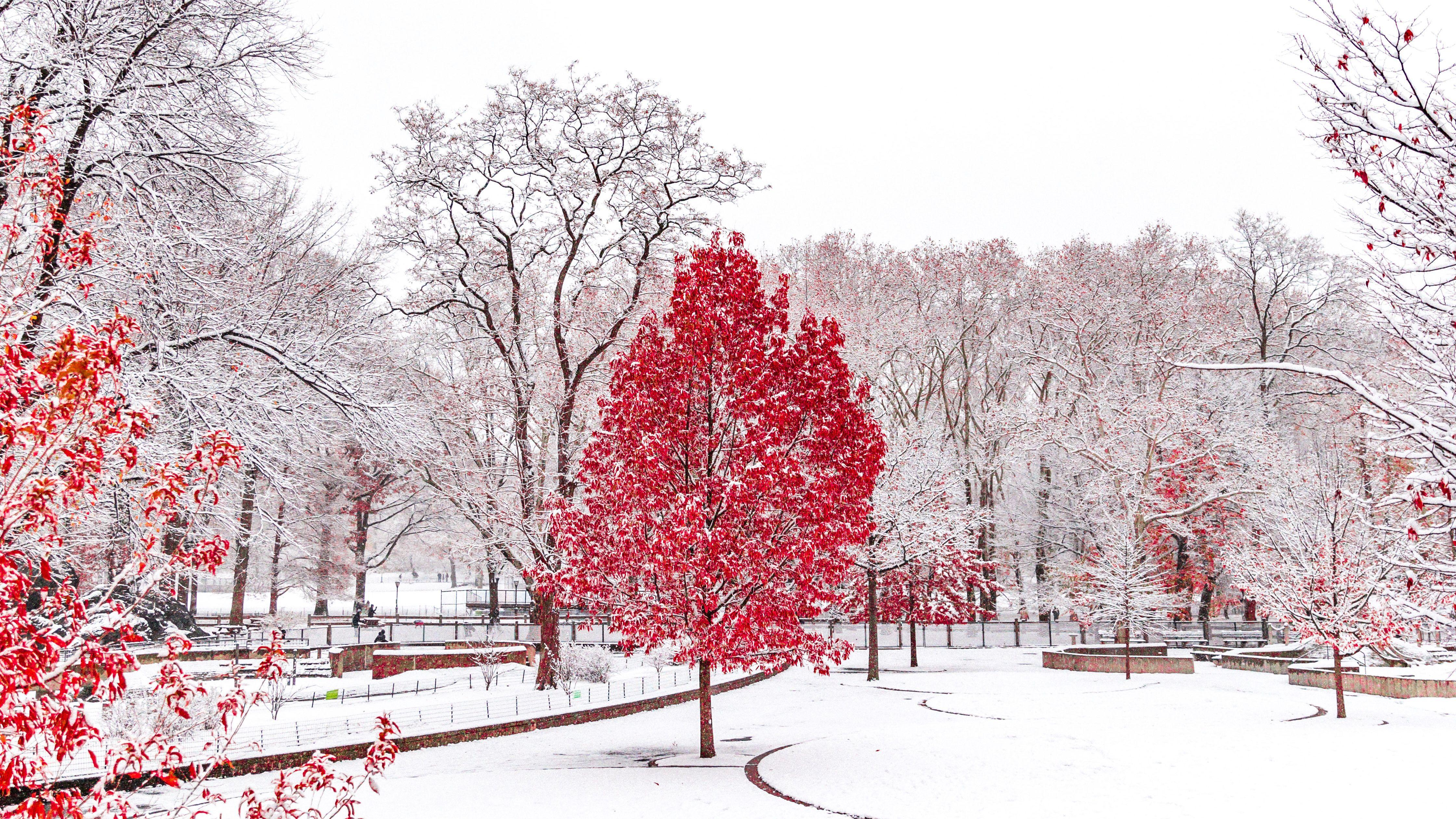 Winter Red Wallpapers - Top Free Winter Red Backgrounds - WallpaperAccess