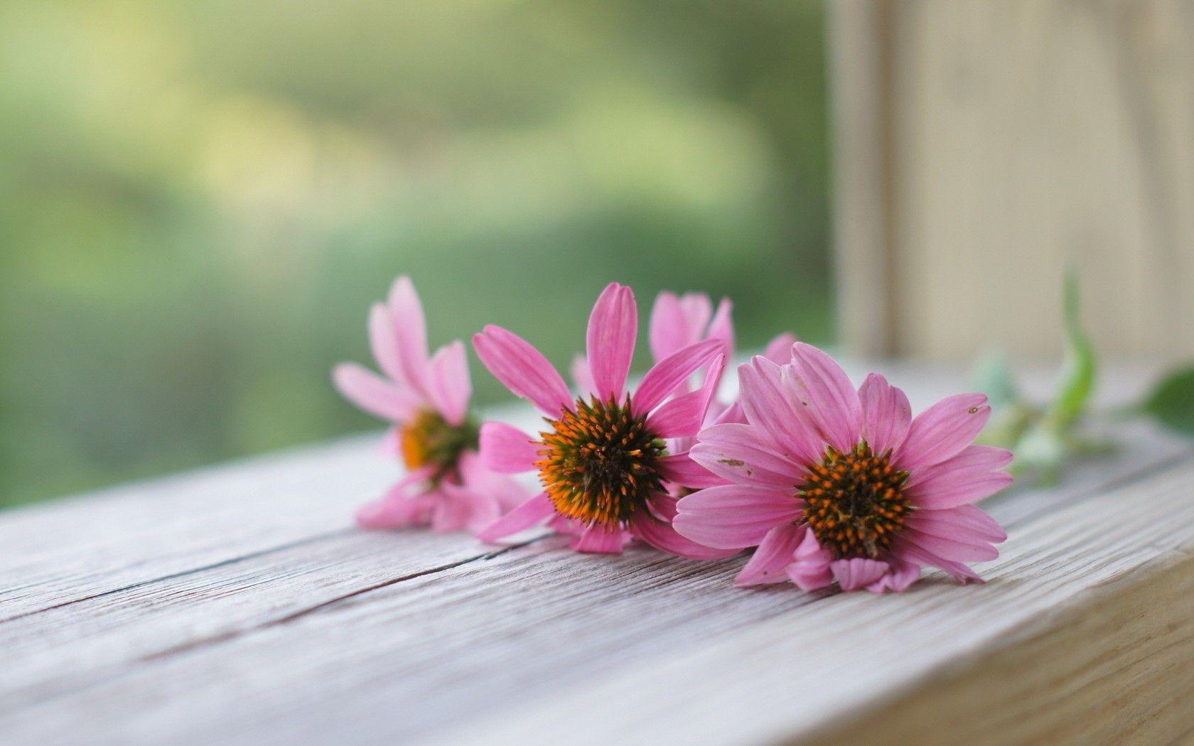 Flowers Computer Wallpapers - Top Free Flowers Computer Backgrounds ...