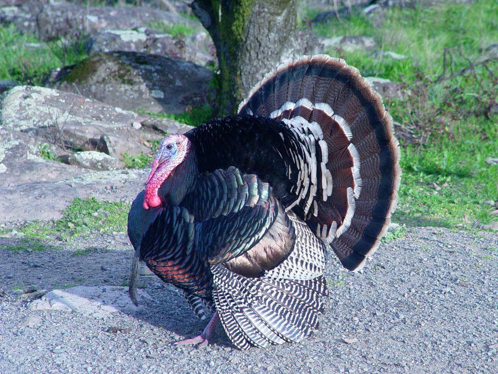 3D Turkey Wallpapers - Top Free 3D Turkey Backgrounds - WallpaperAccess