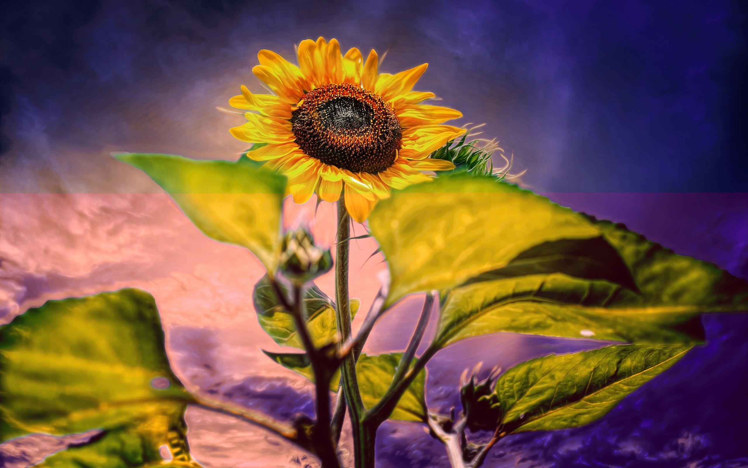 Purple Sunflower Wallpapers - Top Free Purple Sunflower Backgrounds ...