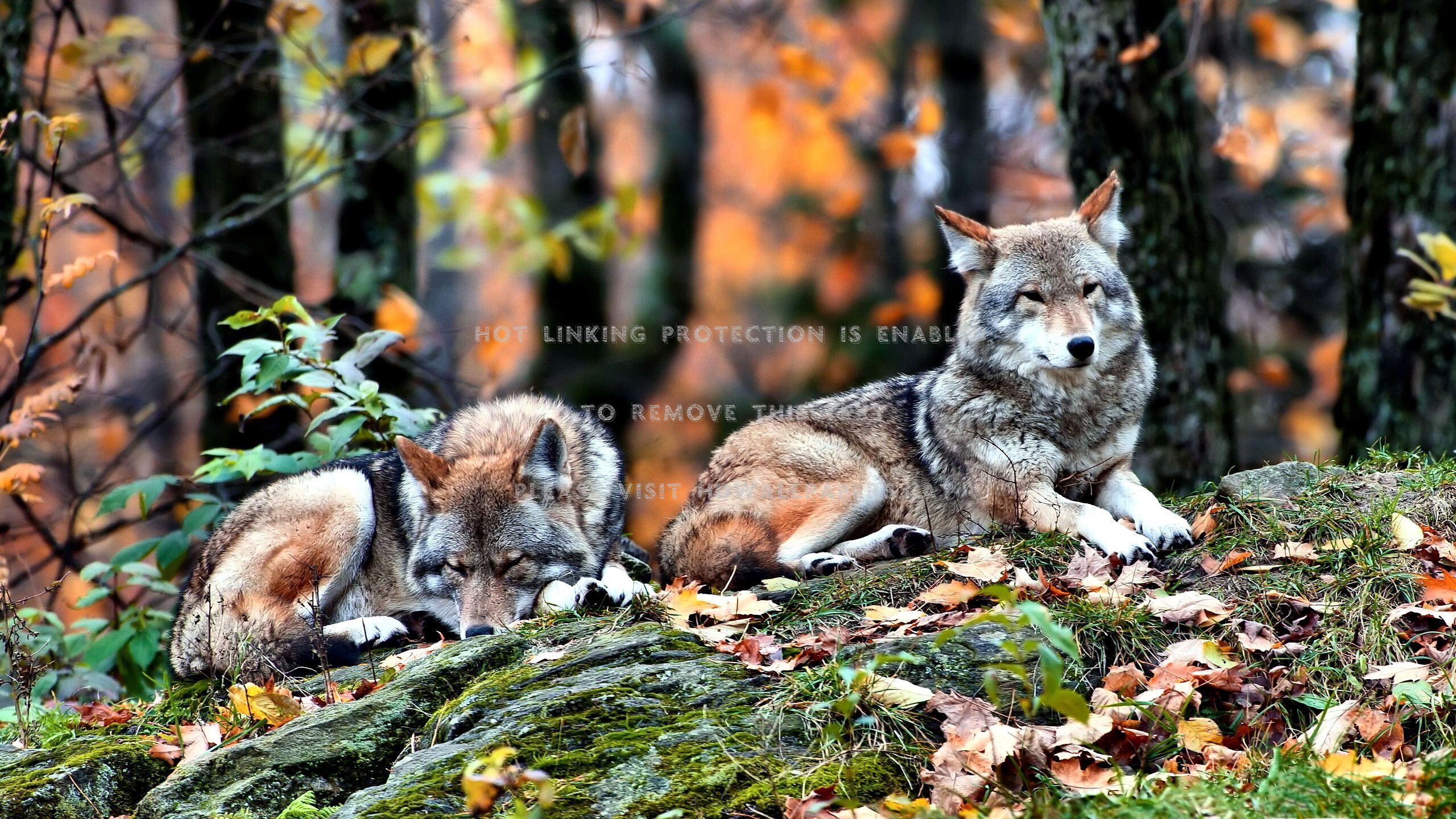 Autumn Wolves Wallpapers - Top Free Autumn Wolves Backgrounds ...
