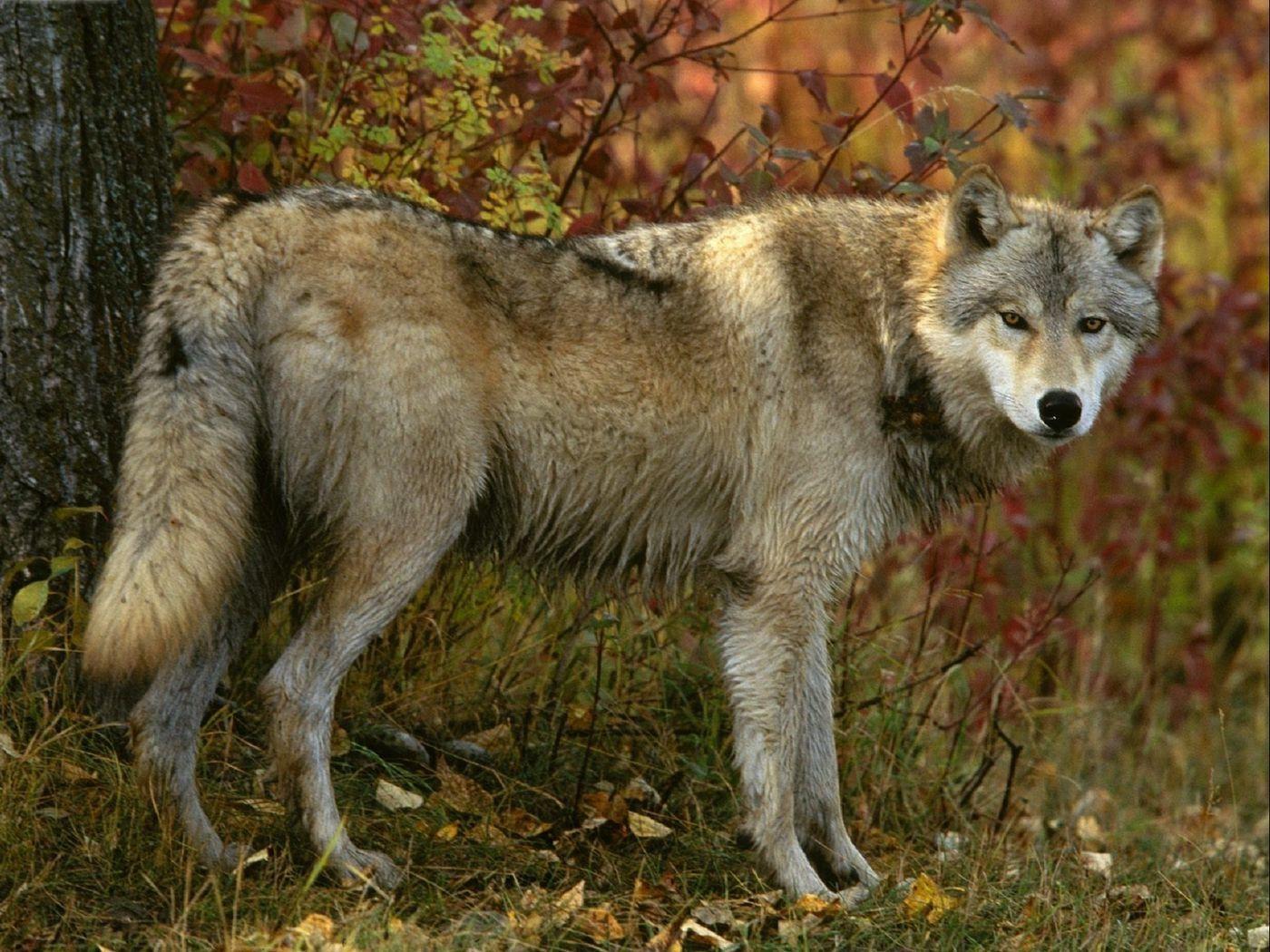 Autumn Wolves Wallpapers - Top Free Autumn Wolves Backgrounds ...