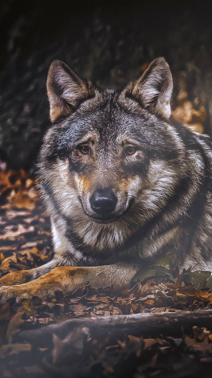 Autumn Wolves Wallpapers - Top Free Autumn Wolves Backgrounds ...