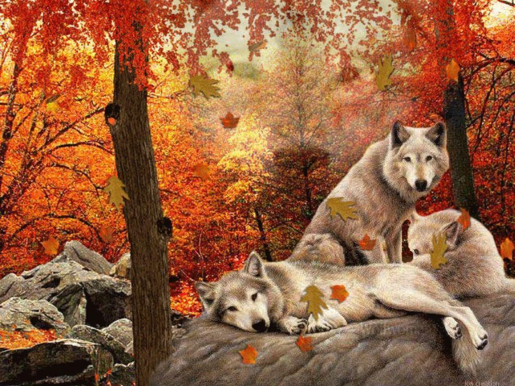 Autumn Wolves Wallpapers - Top Free Autumn Wolves Backgrounds ...