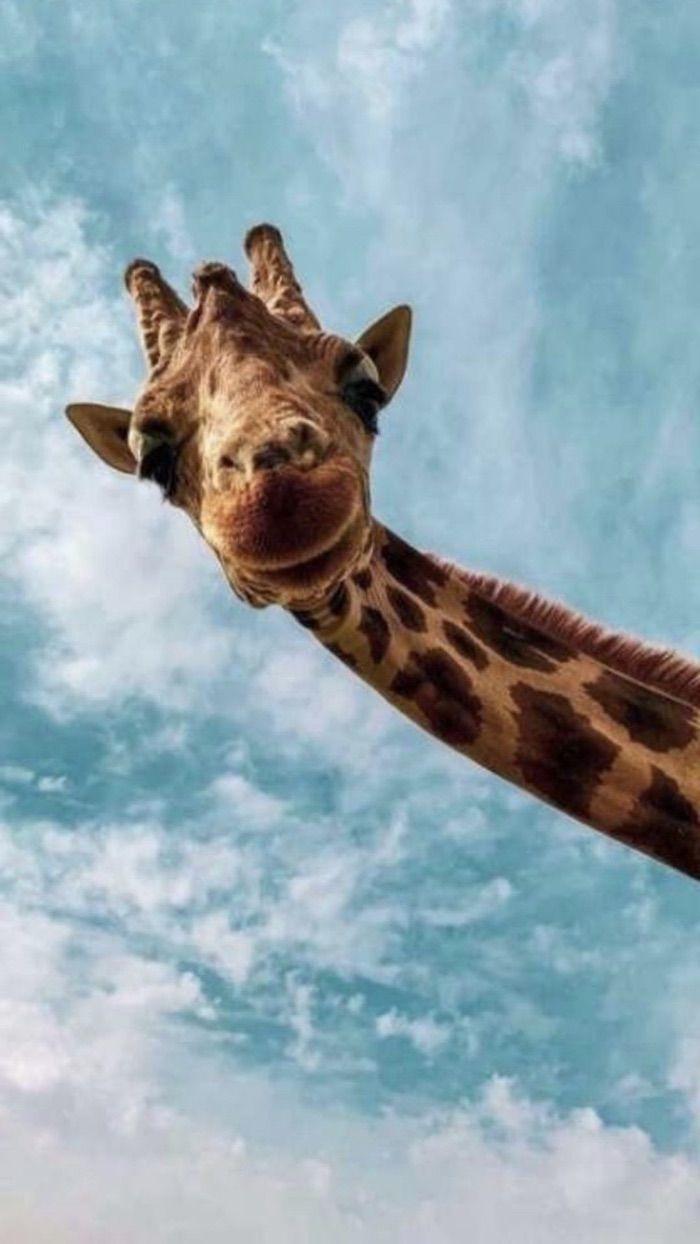 Funny Giraffe Wallpapers - Top Free Funny Giraffe Backgrounds ...