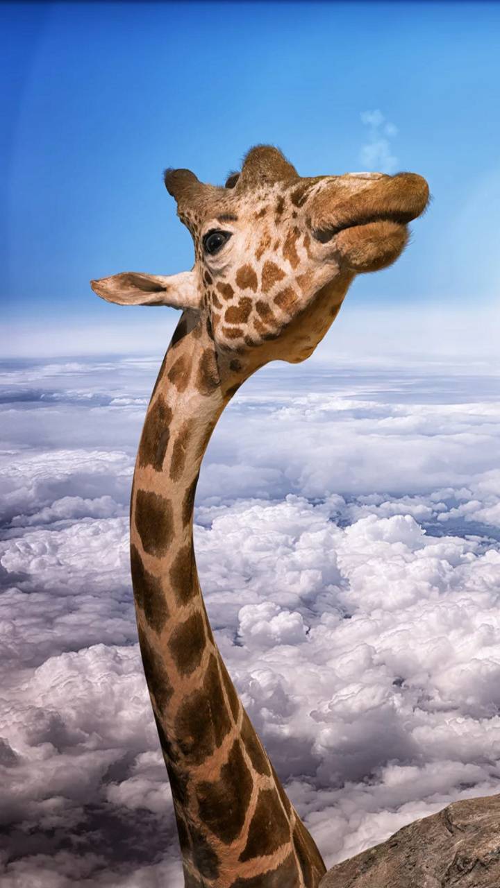 Funny Giraffe Wallpapers - Top Free Funny Giraffe Backgrounds ...