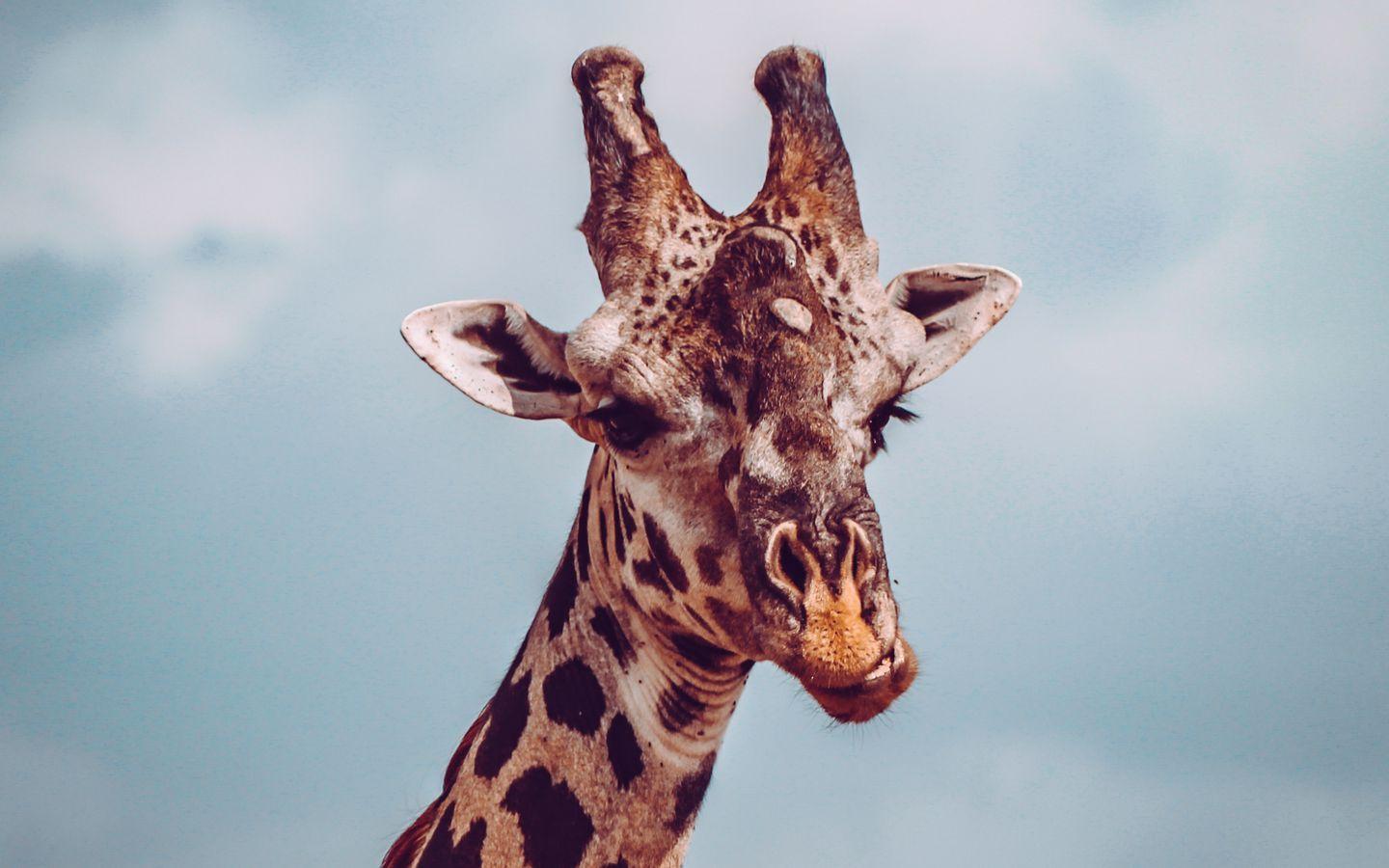 Funny Giraffe Wallpapers - Top Free Funny Giraffe Backgrounds ...