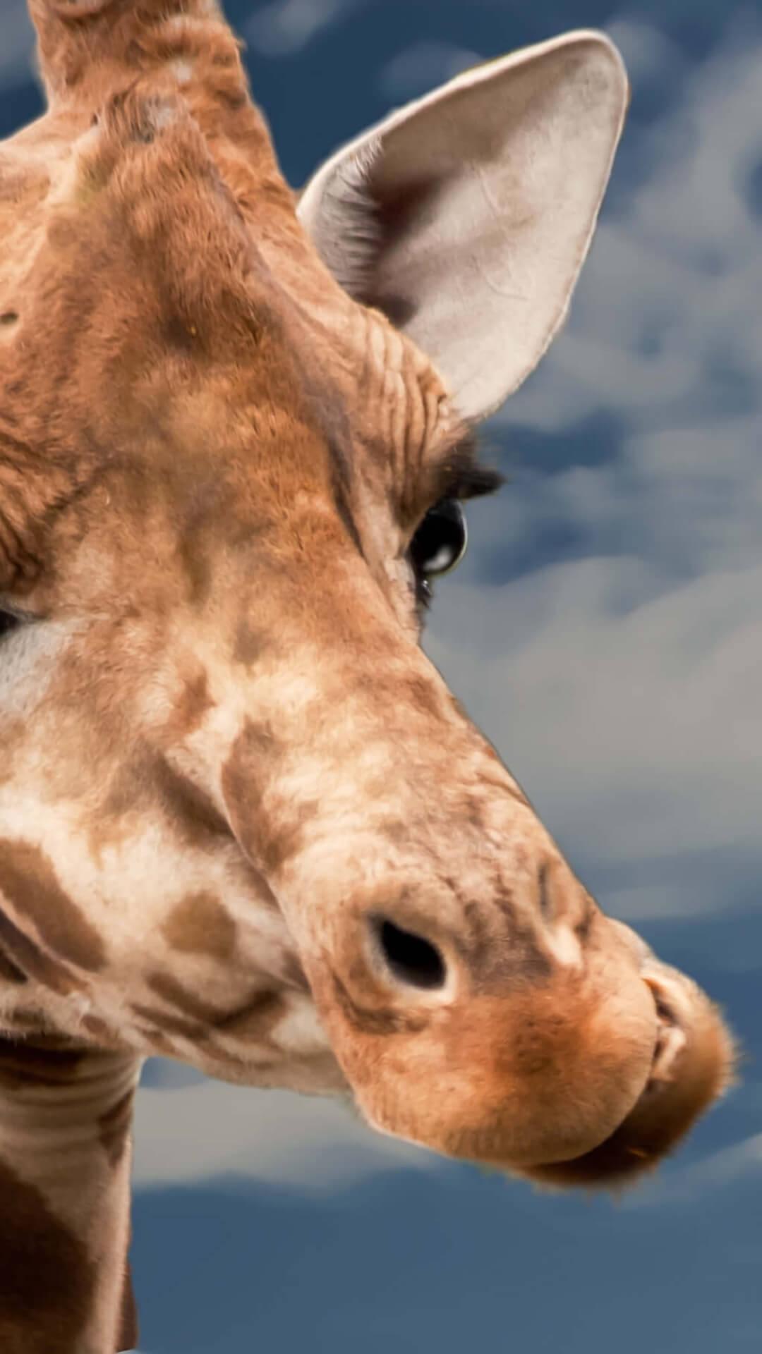 Funny Giraffe Wallpapers - Top Free Funny Giraffe Backgrounds ...