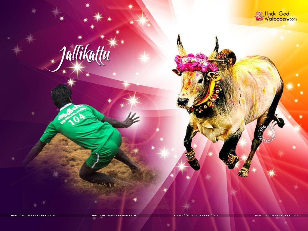 Jallikattu Wallpapers - Top Free Jallikattu Backgrounds - WallpaperAccess