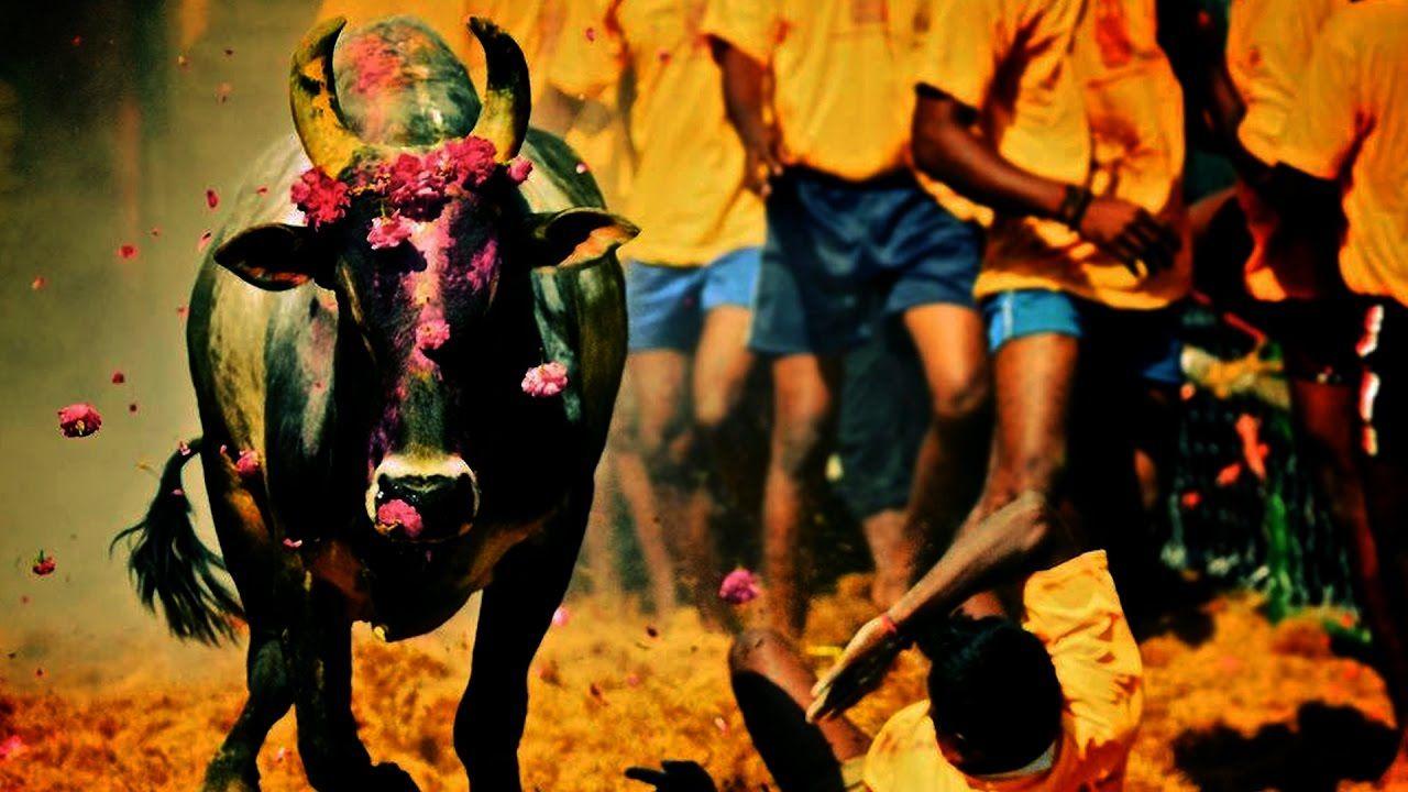 Jallikattu Wallpapers - Top Free Jallikattu Backgrounds - WallpaperAccess