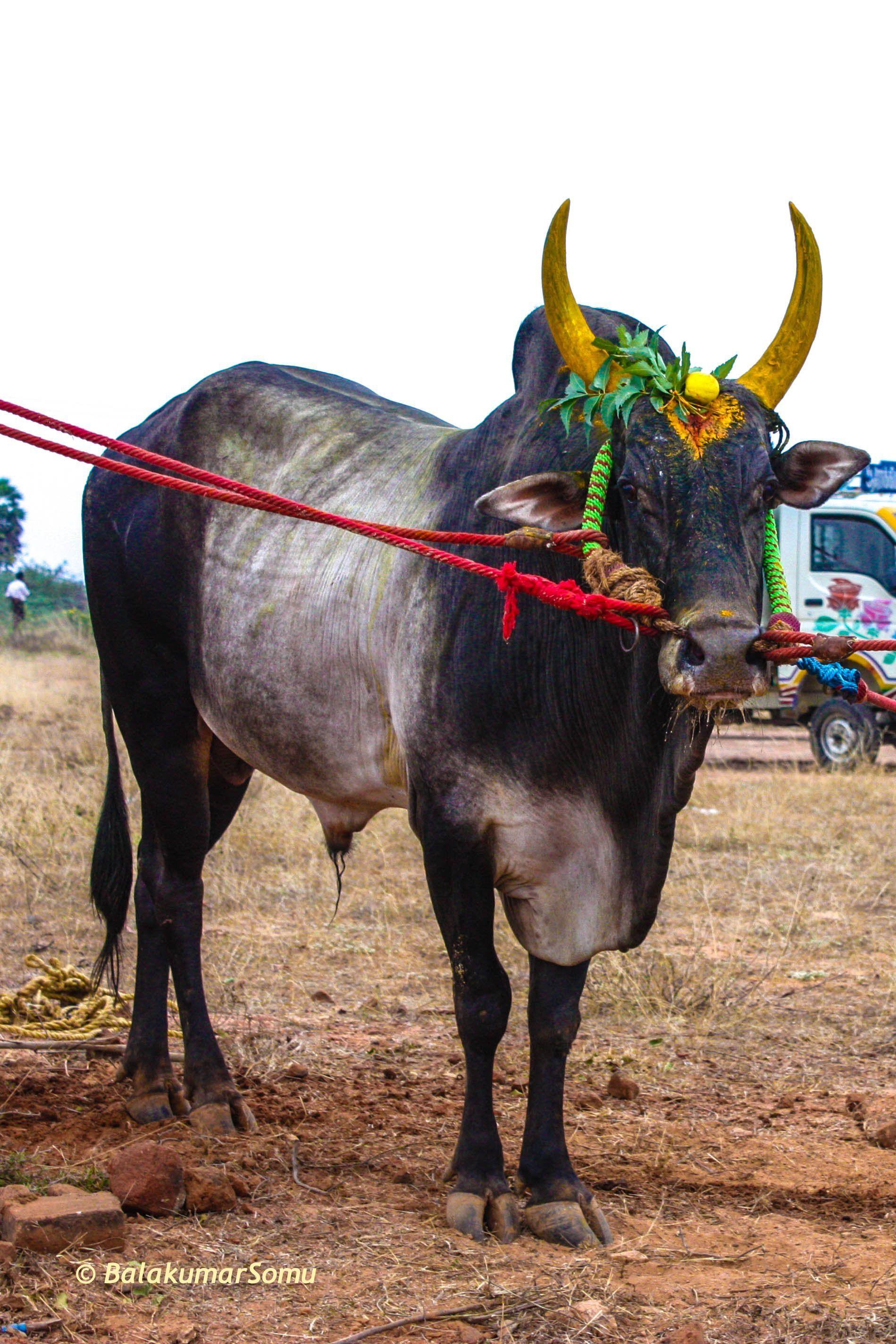 Jallikattu Wallpapers - Top Free Jallikattu Backgrounds - WallpaperAccess