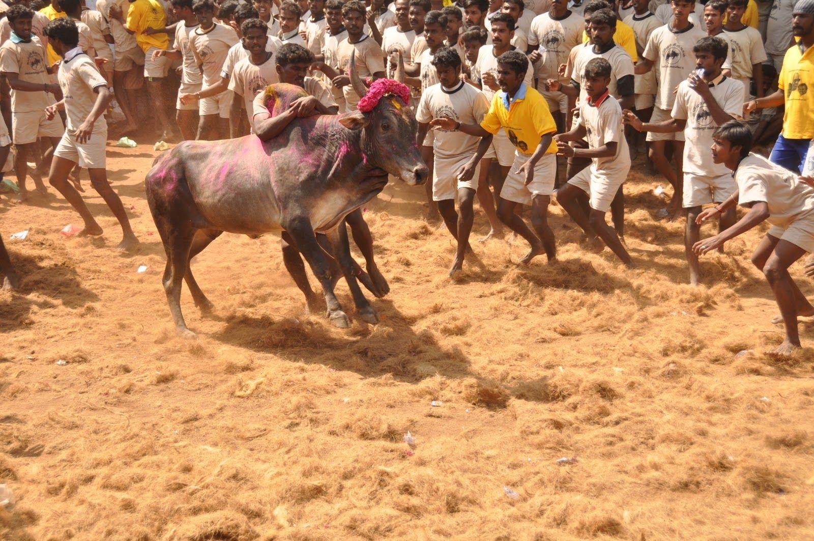 Jallikattu Wallpapers - Top Free Jallikattu Backgrounds - WallpaperAccess