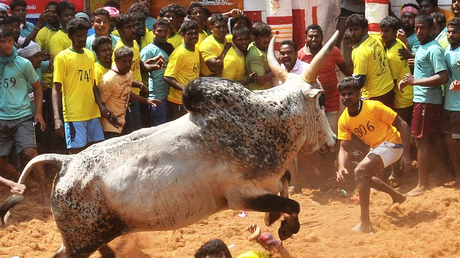 Jallikattu Wallpapers - Top Free Jallikattu Backgrounds - WallpaperAccess