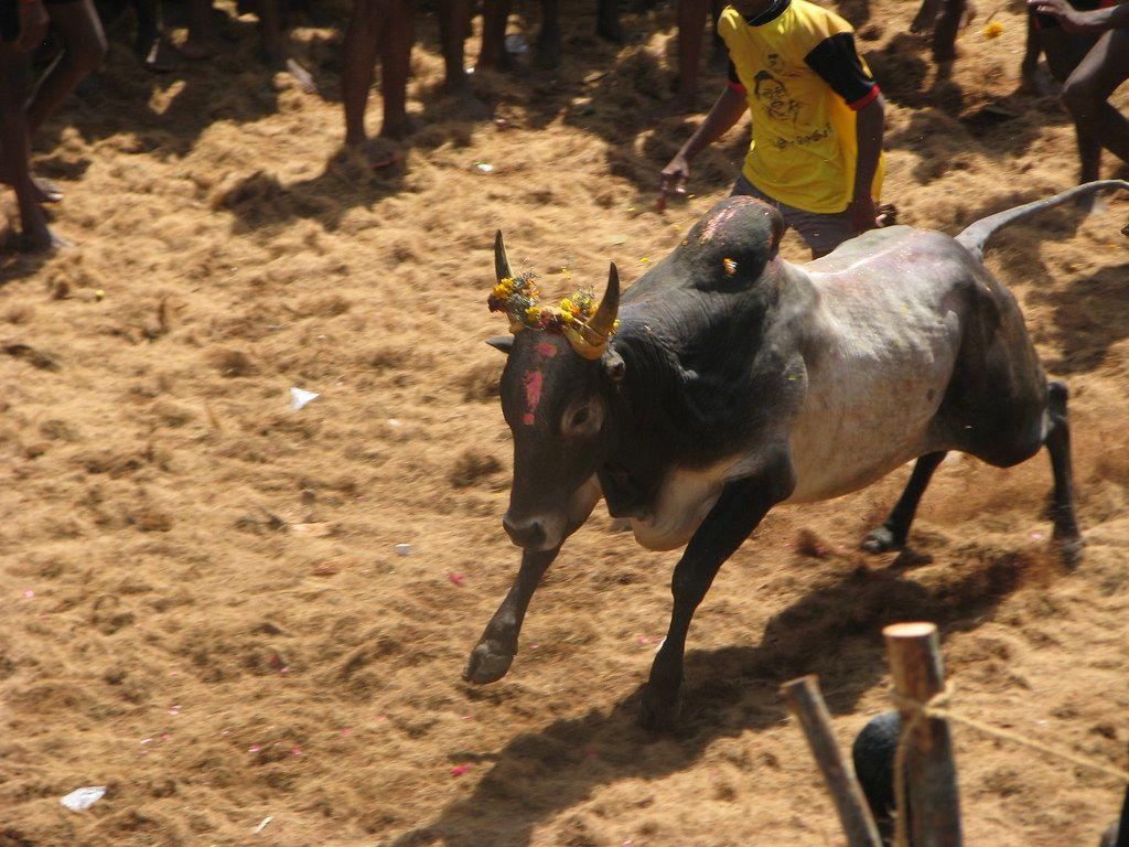 Jallikattu Wallpapers - Top Free Jallikattu Backgrounds - WallpaperAccess