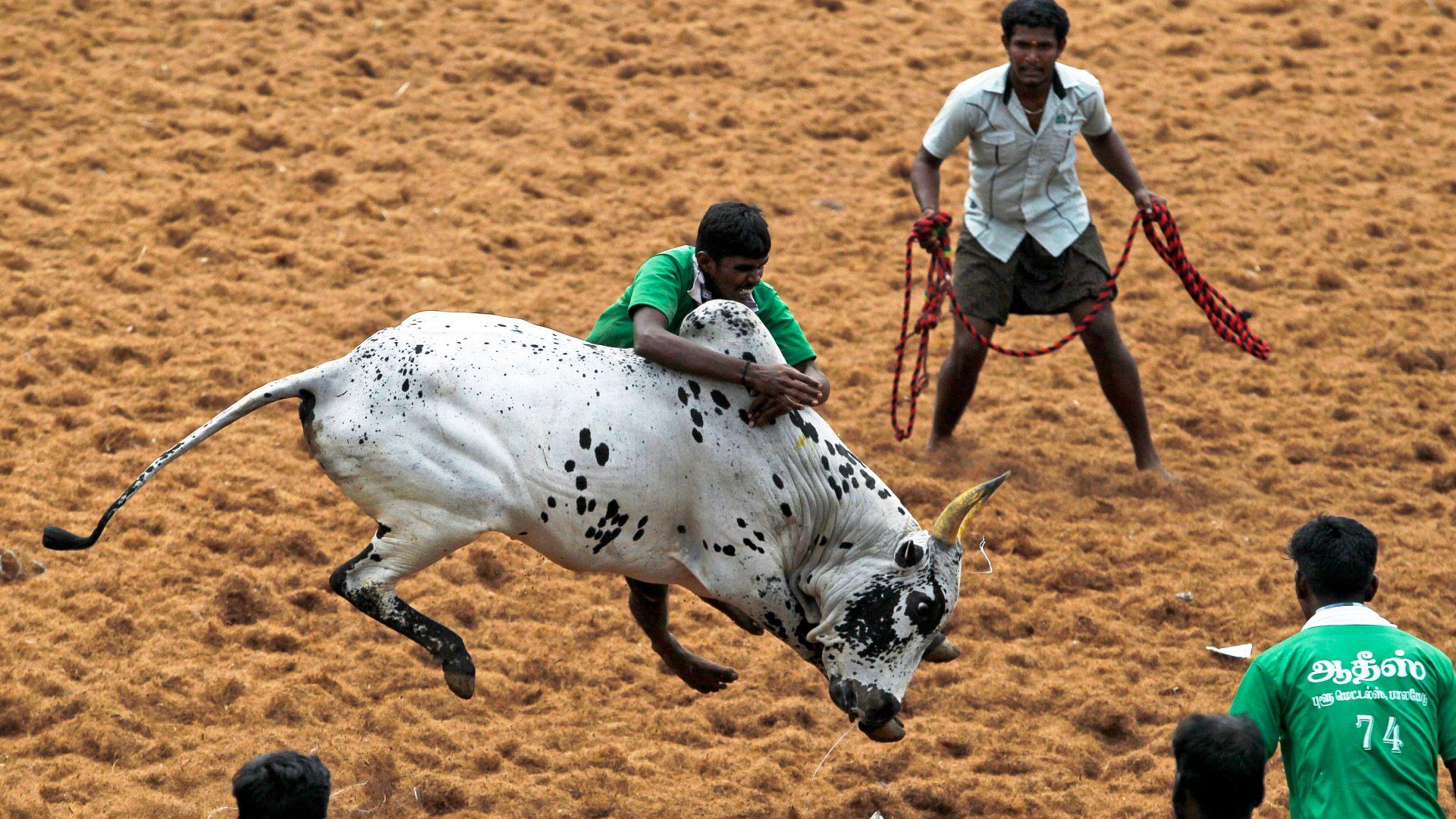 Jallikattu Wallpapers - Top Free Jallikattu Backgrounds - WallpaperAccess