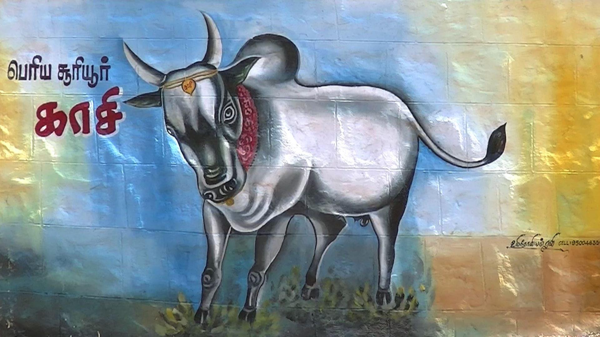 Jallikattu Wallpapers - Top Free Jallikattu Backgrounds - WallpaperAccess