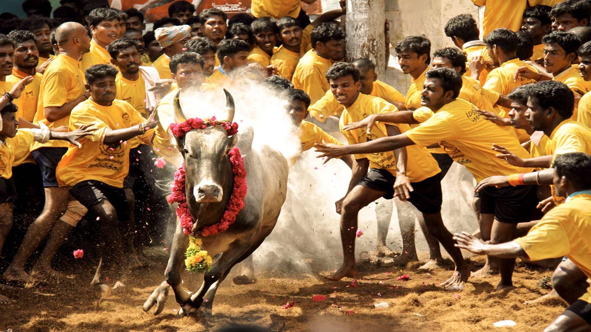 Jallikattu Wallpapers - Top Free Jallikattu Backgrounds - WallpaperAccess