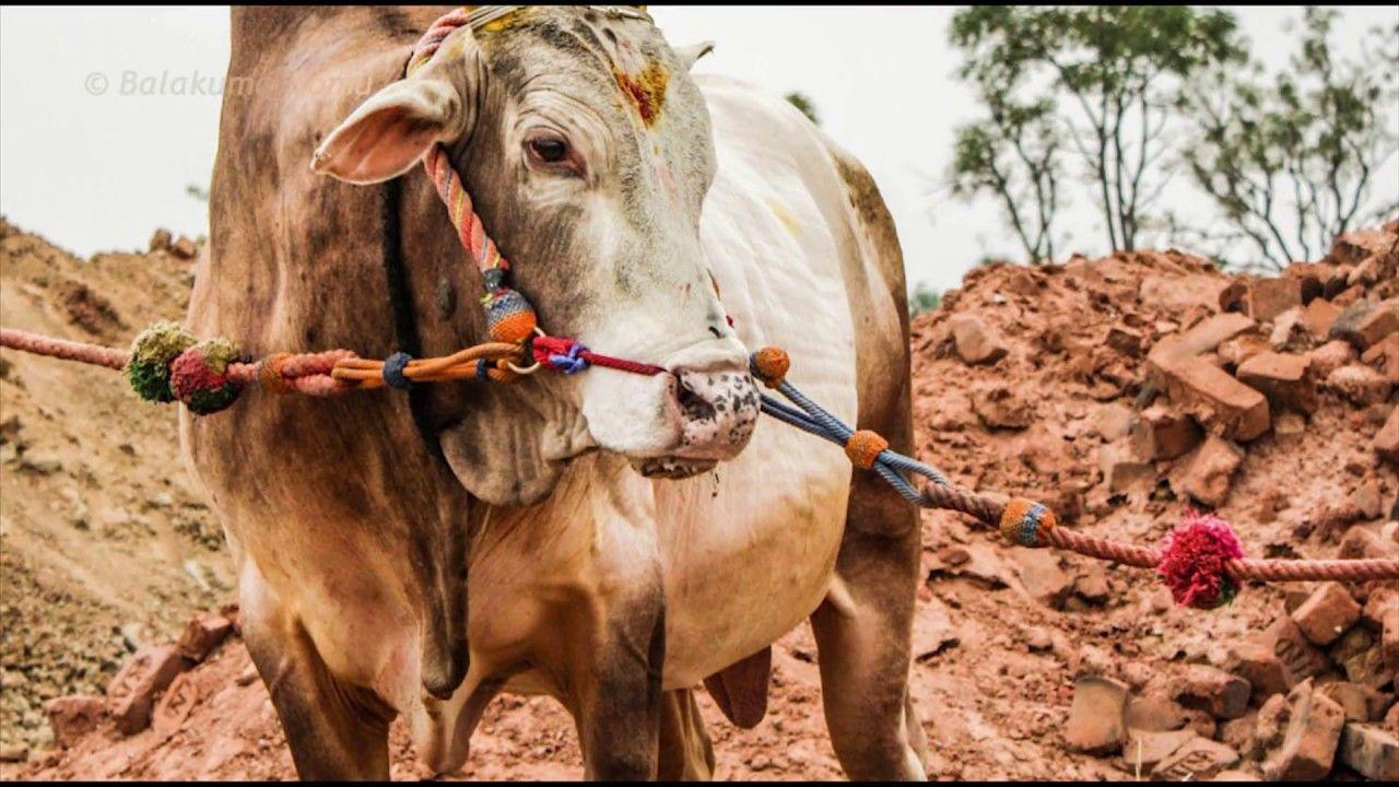 Jallikattu Wallpapers - Top Free Jallikattu Backgrounds - WallpaperAccess