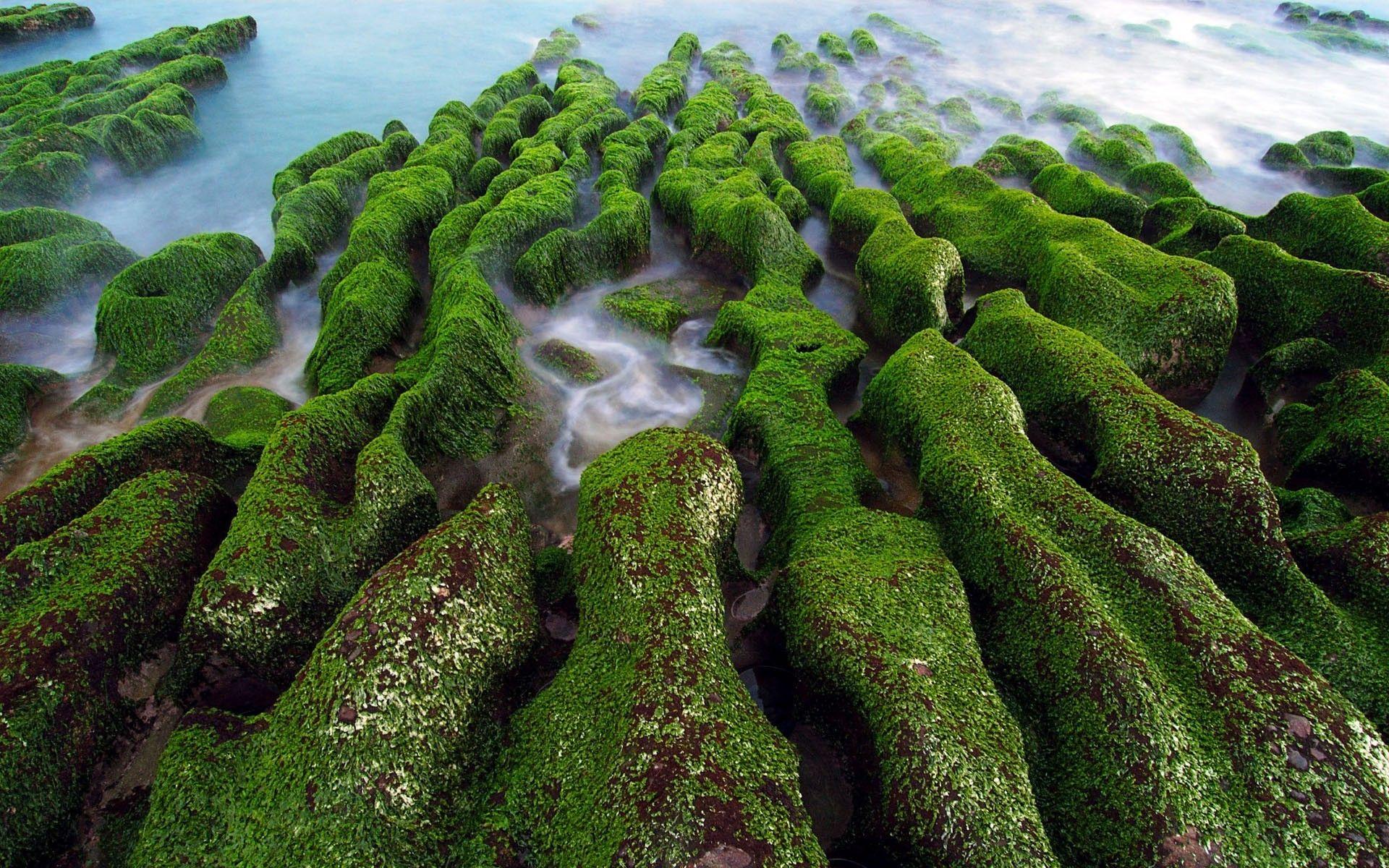 Algae Wallpapers - Top Free Algae Backgrounds - WallpaperAccess