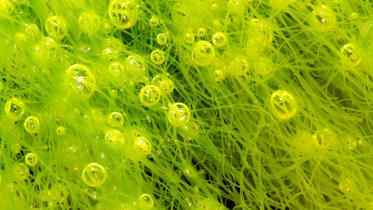 Algae Wallpapers - Top Free Algae Backgrounds - WallpaperAccess