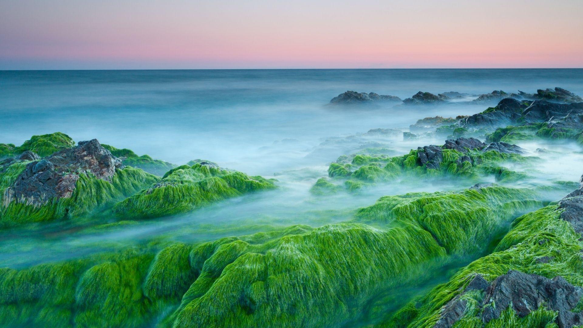Algae Wallpapers - Top Free Algae Backgrounds - WallpaperAccess