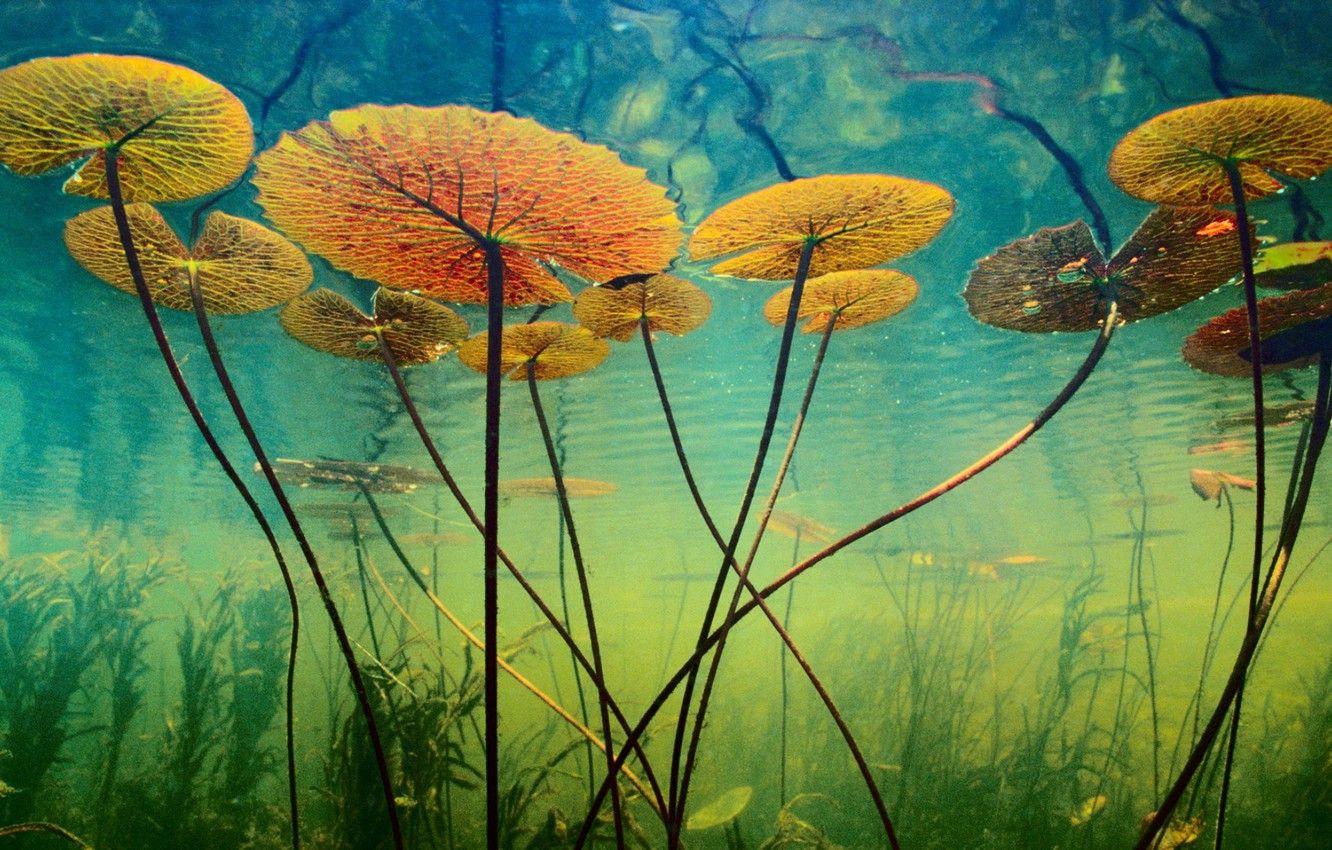 Algae Wallpapers - Top Free Algae Backgrounds - WallpaperAccess