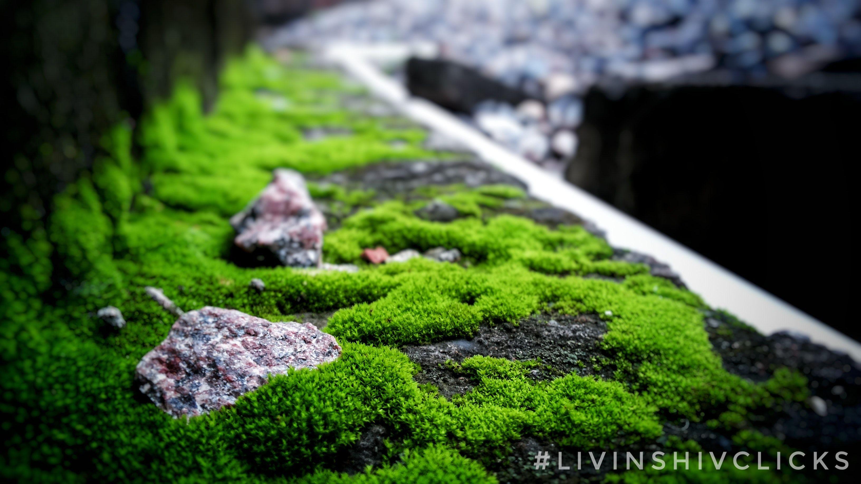 Algae Wallpapers - Top Free Algae Backgrounds - WallpaperAccess