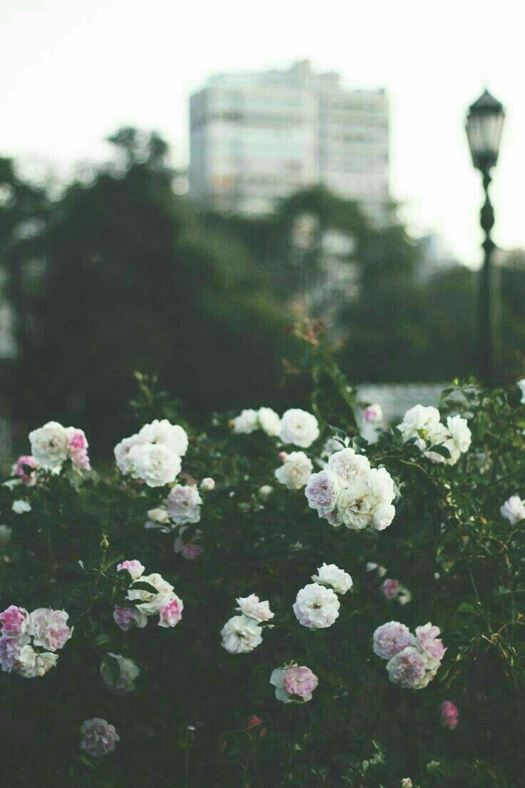 Aesthetic Garden Wallpapers - Top Free Aesthetic Garden Backgrounds ...