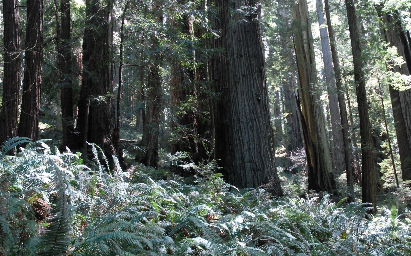 Endor Wallpapers - Top Free Endor Backgrounds - WallpaperAccess