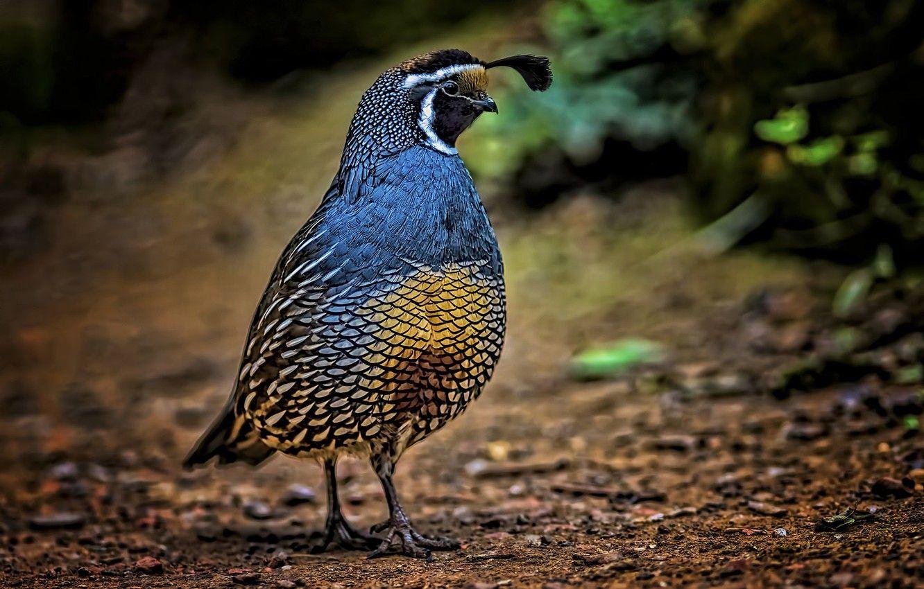 Quail Wallpapers - Top Free Quail Backgrounds - WallpaperAccess